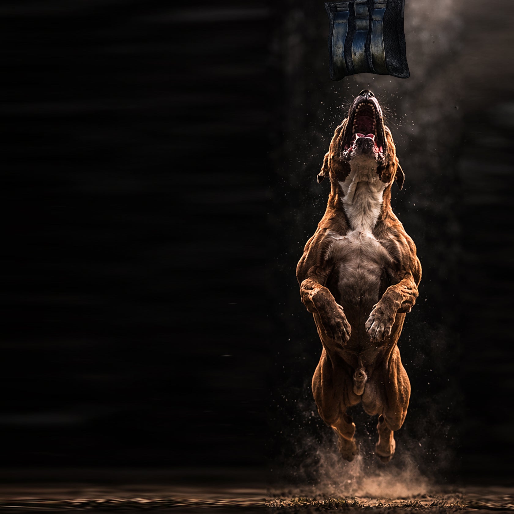Springpole Supply | Canine Fitness Equipment – Springpole Supply Co.